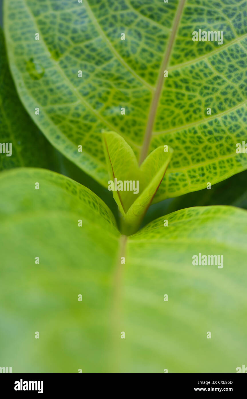 Plant leaves, close-up Stock Photo - Alamy