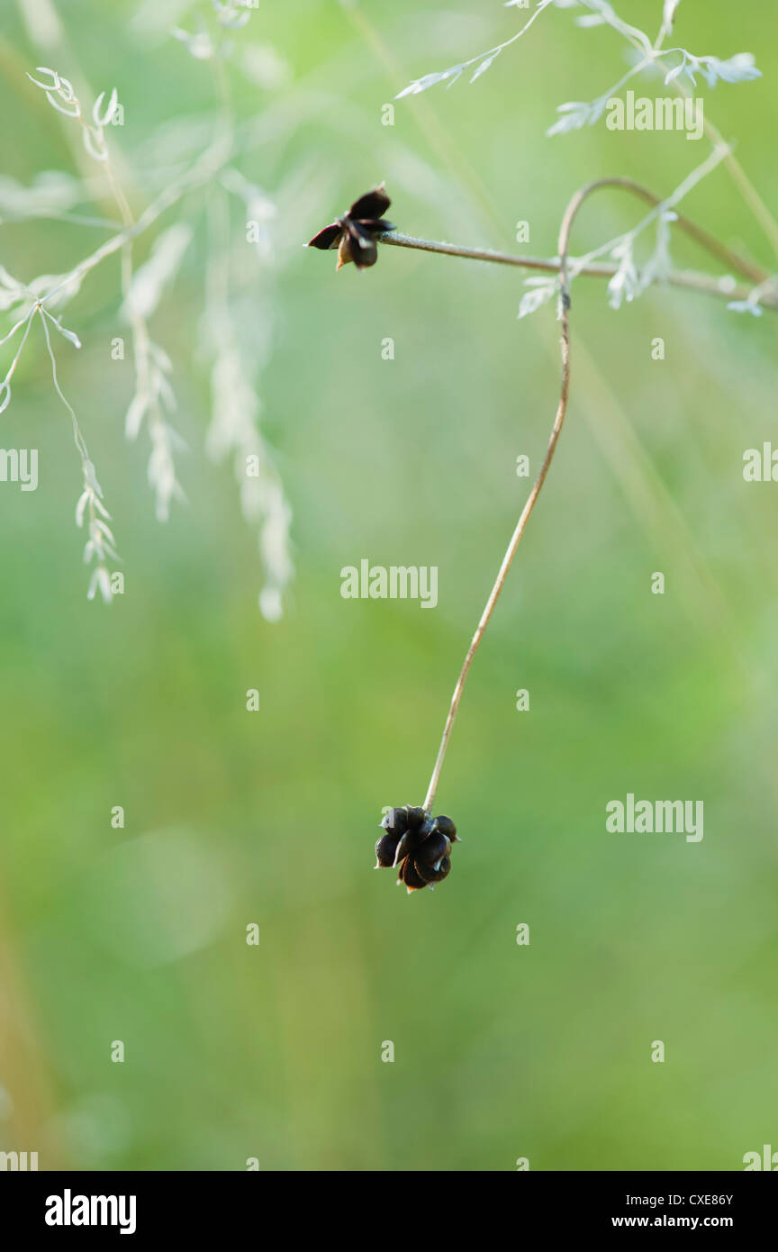 Empty husks hi-res stock photography and images - Alamy