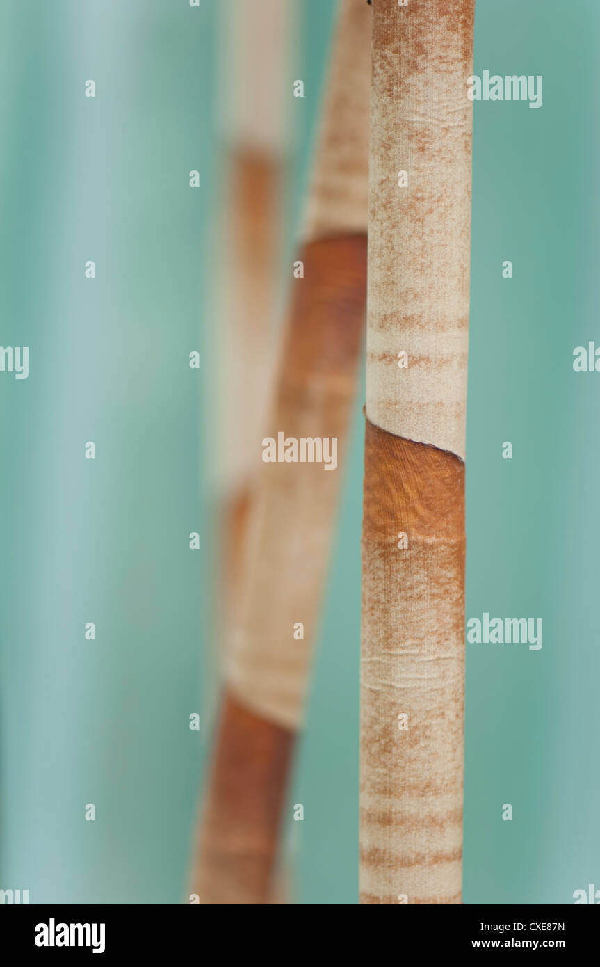 Three color stalk hi-res stock photography and images - Alamy