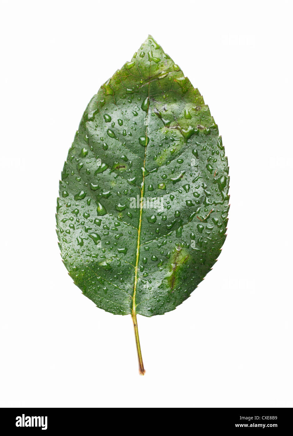Isolated Green Leaf Stock Photo - Alamy