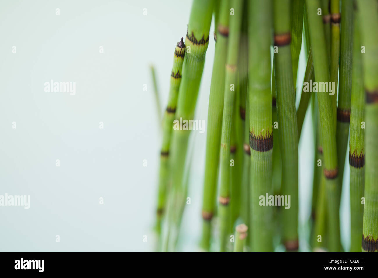 Horsetail rush (Equisetum hyemale Stock Photo - Alamy