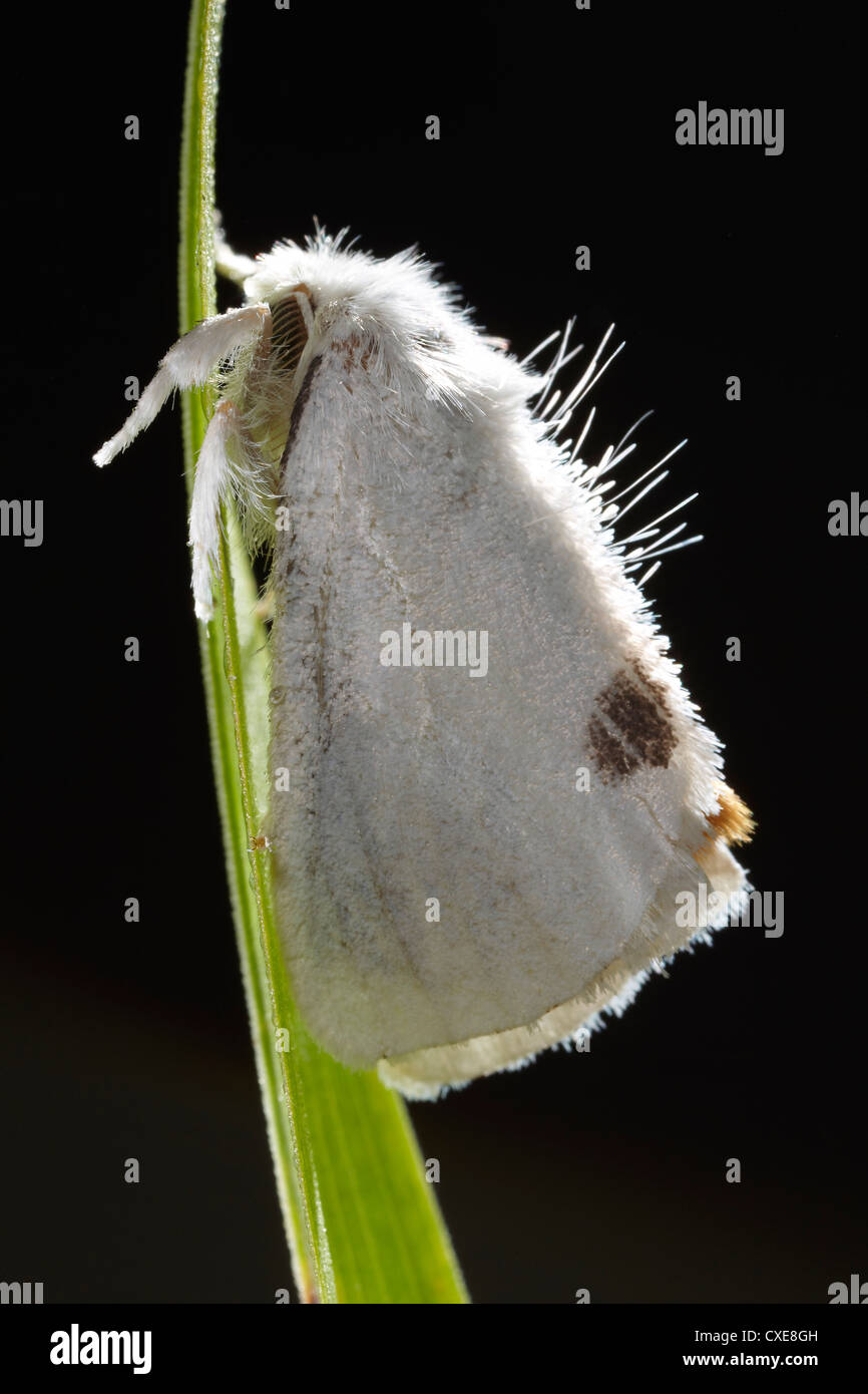 Yellow tussock moth hi-res stock photography and images - Alamy