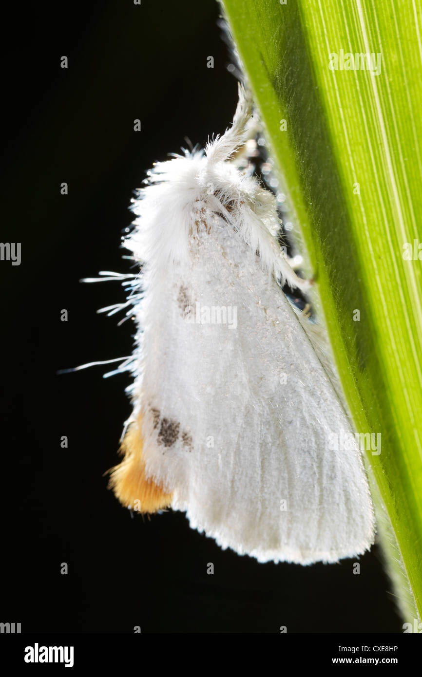 Yellow-tail, Euproctis similis, moth, East Yorkshire, UK Stock Photo ...