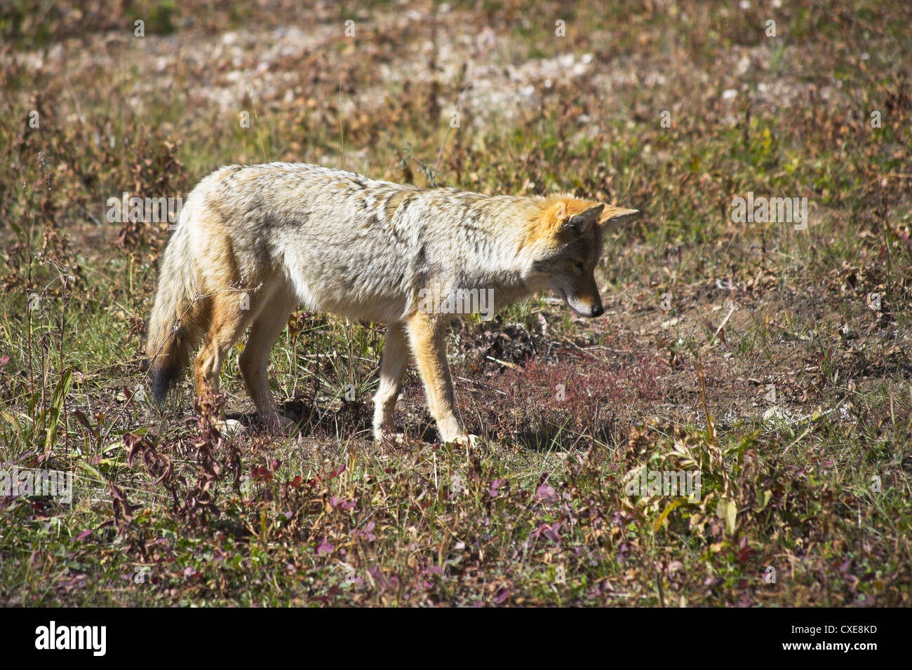 The meadow wolf Stock Photo - Alamy