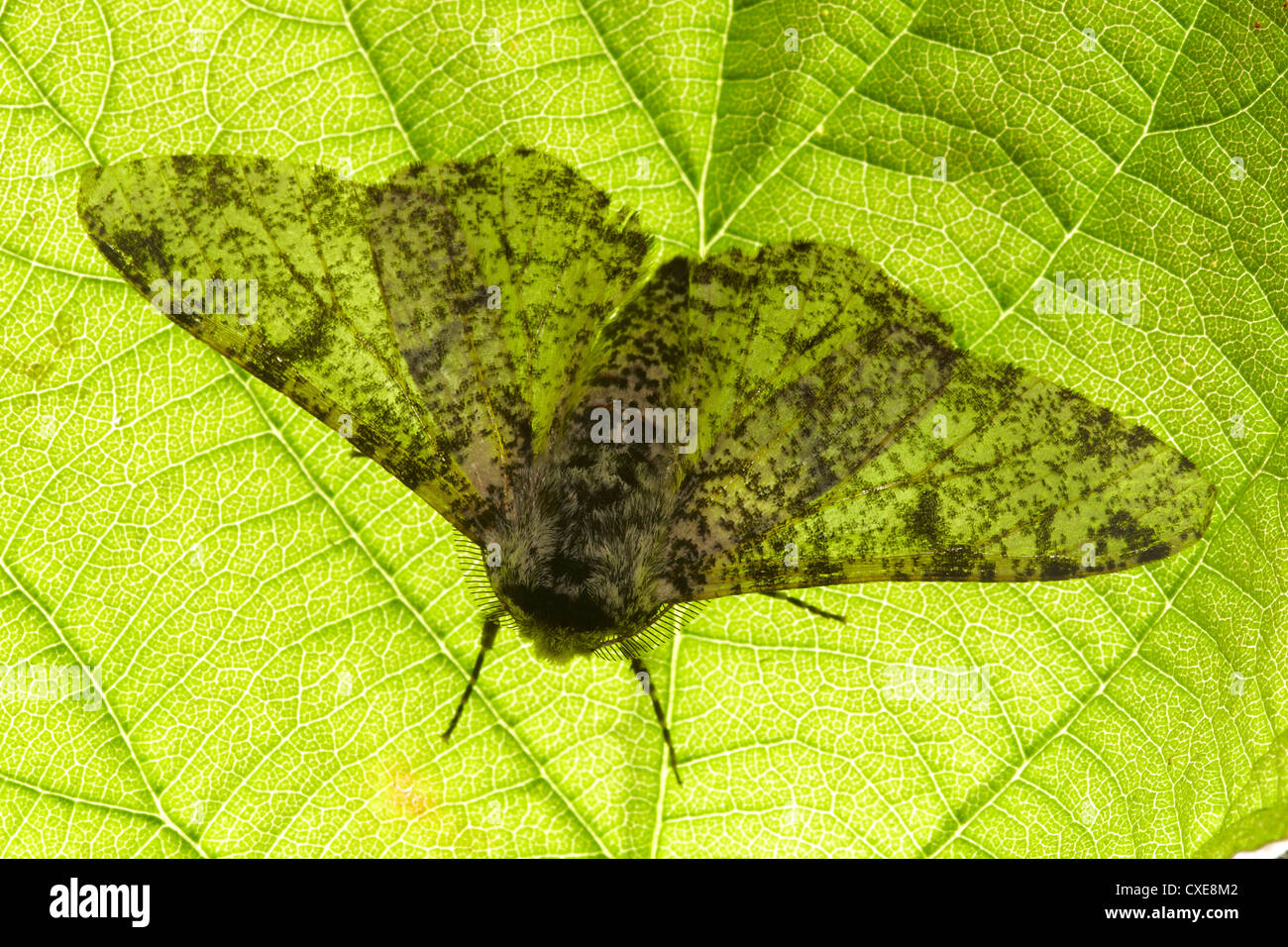 Peppered moth, Biston betularia, UK Stock Photo - Alamy