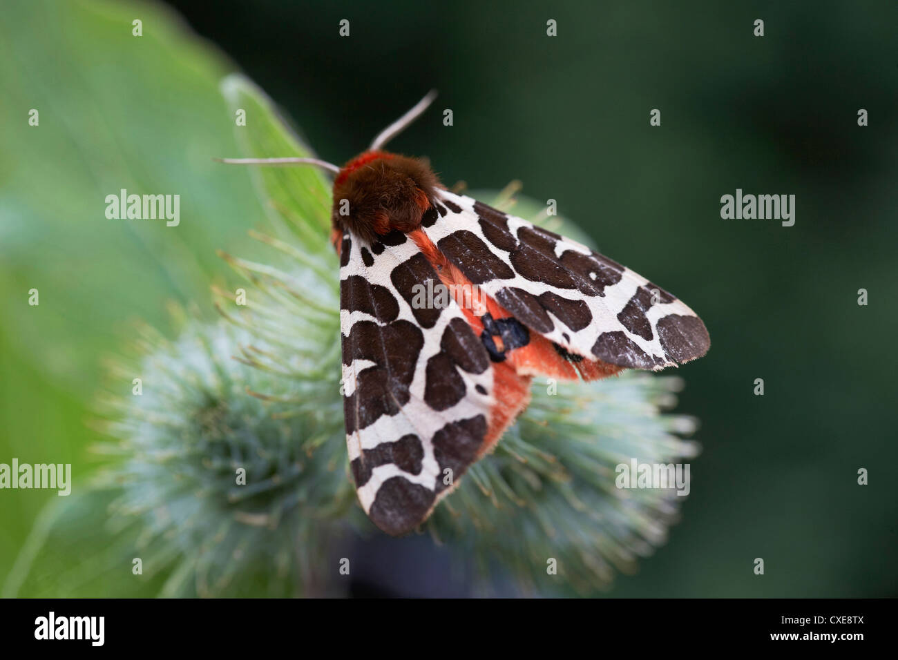 Garden tiger moth hi-res stock photography and images - Alamy