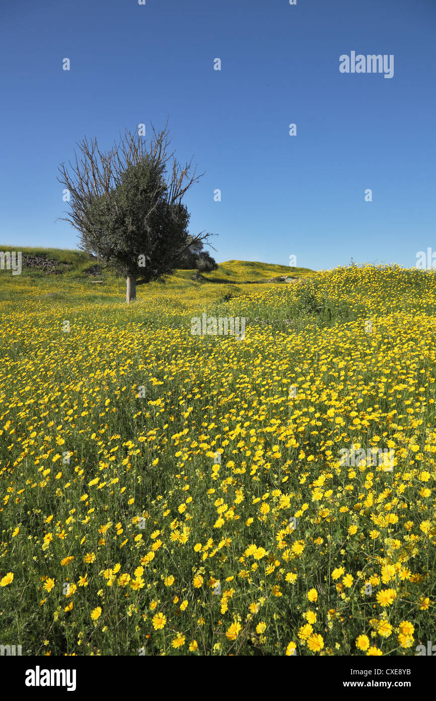 A serene spring day Stock Photo - Alamy