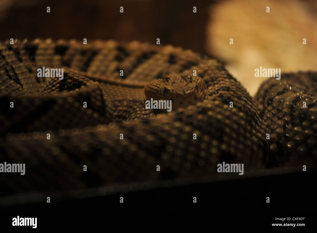 Snake at zoo hi-res stock photography and images - Alamy