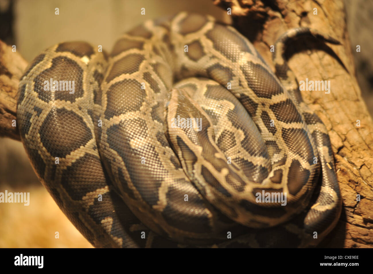Snake at zoo hi-res stock photography and images - Alamy