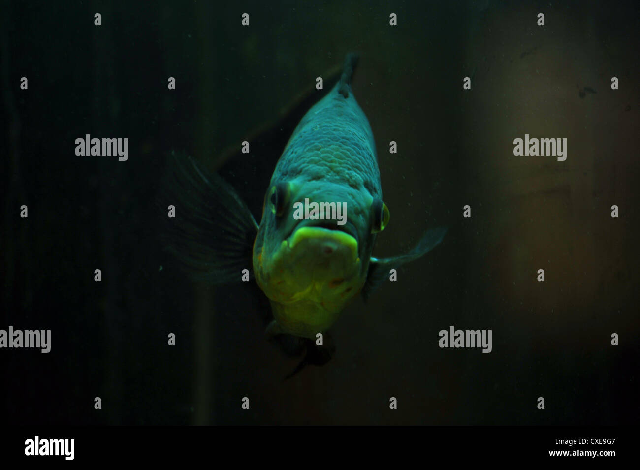 Fish zoo hi-res stock photography and images - Alamy