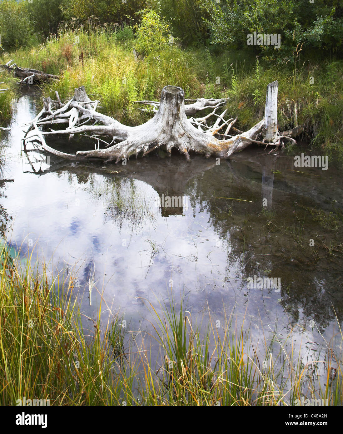 Snags on coast Stock Photo - Alamy