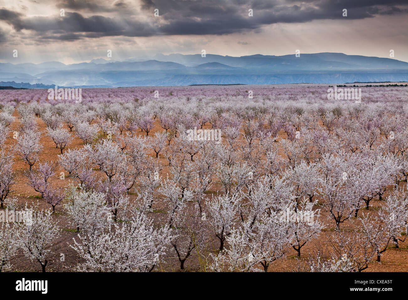 Almond tree farming in spain hi-res stock photography and images - Alamy