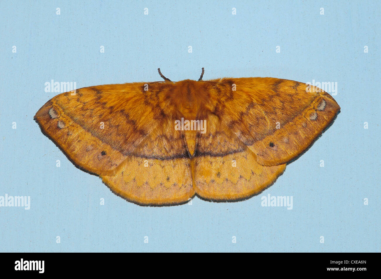 Rose moth hi-res stock photography and images - Alamy