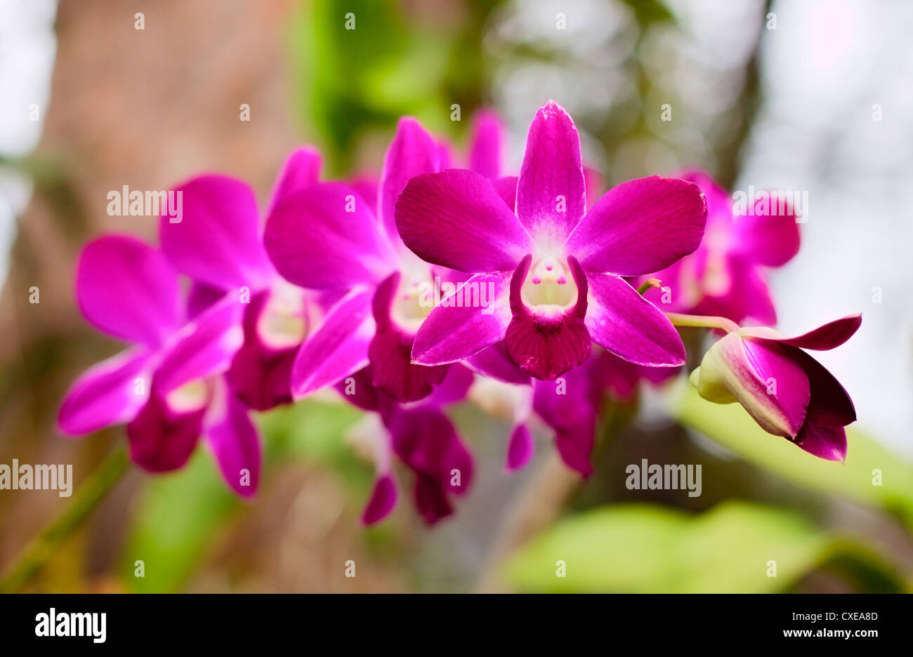 Thai orchid detail hi-res stock photography and images - Alamy