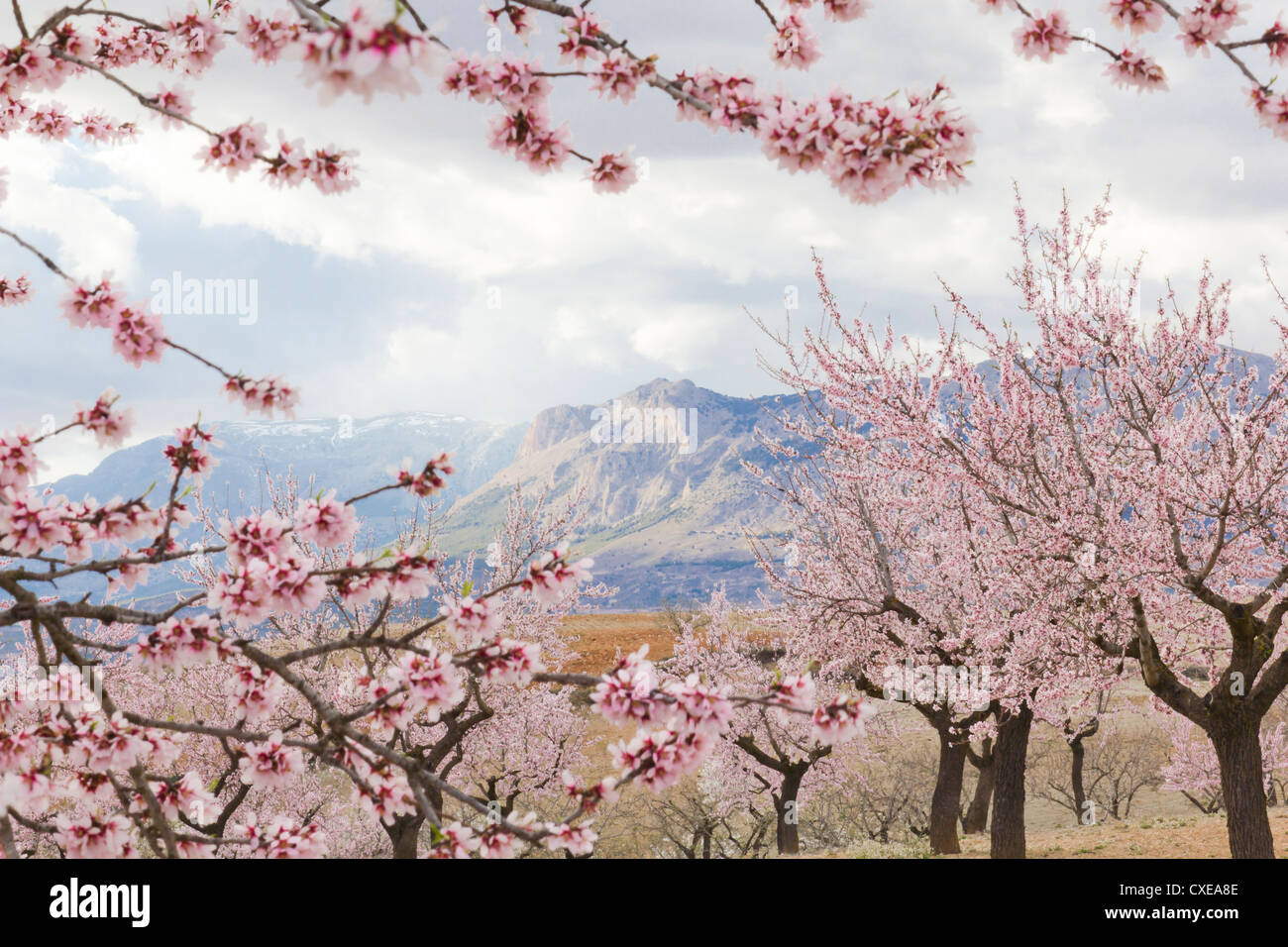 Spring almond blossom, Andalucia, Spain, Europe Stock Photo - Alamy