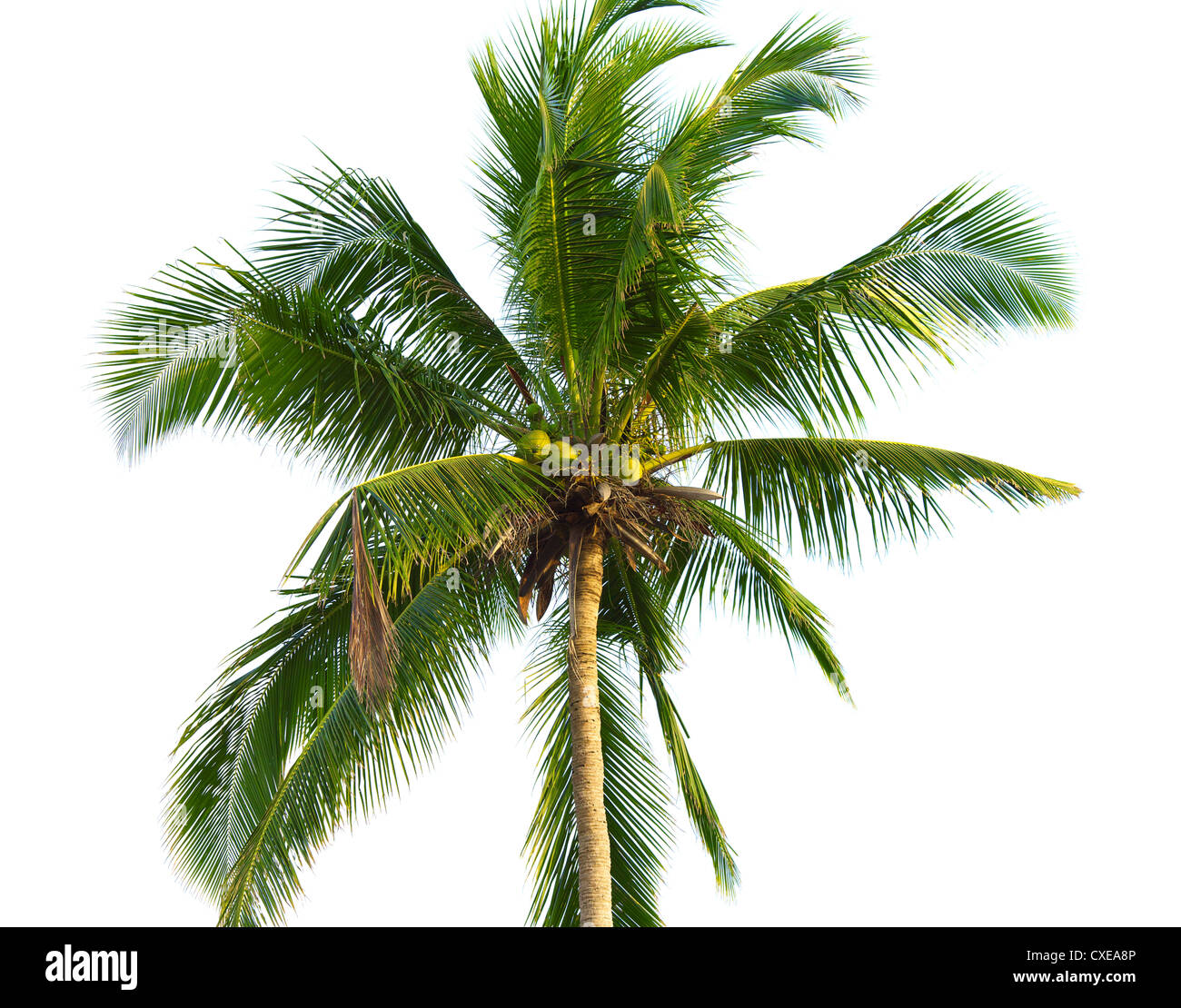 Palm silhouette Cut Out Stock Images & Pictures - Alamy