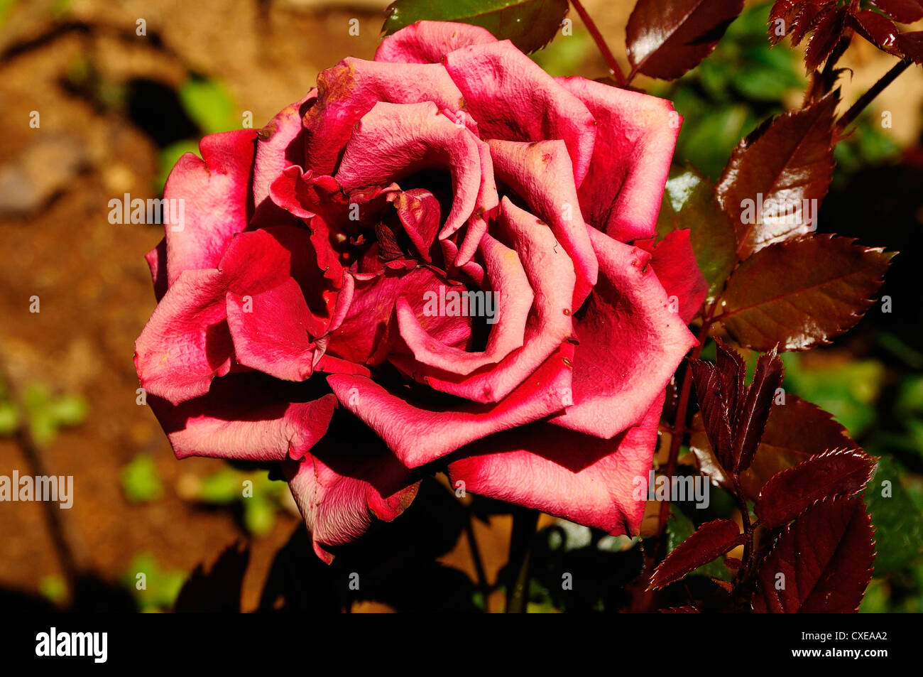 Rose garden india hi-res stock photography and images - Alamy