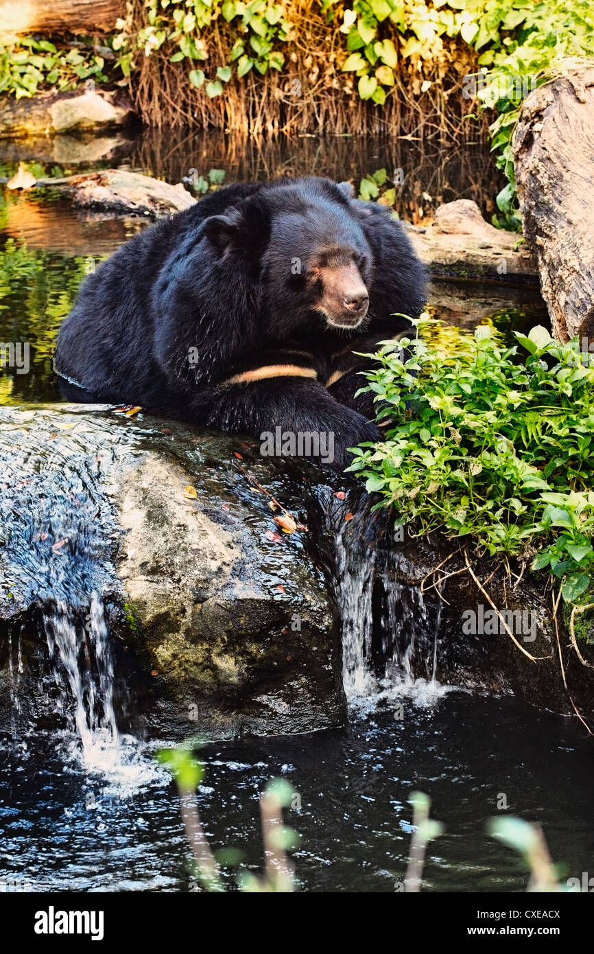 Asian sun bear hi-res stock photography and images - Alamy