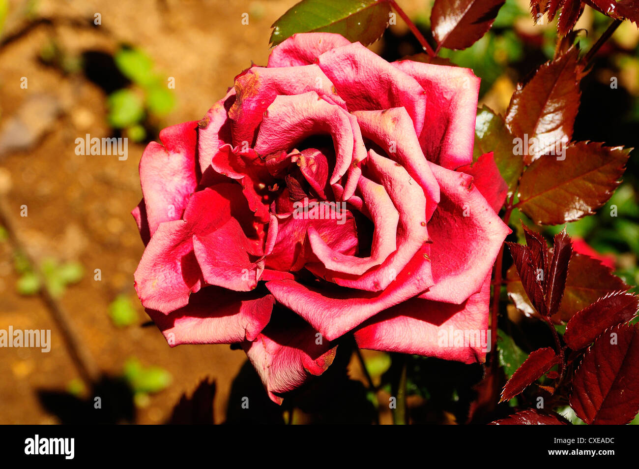Rose garden india hi-res stock photography and images - Alamy