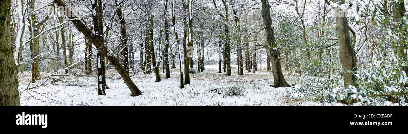 Light dusting of snow in English woodland, with fallen tree, West ...
