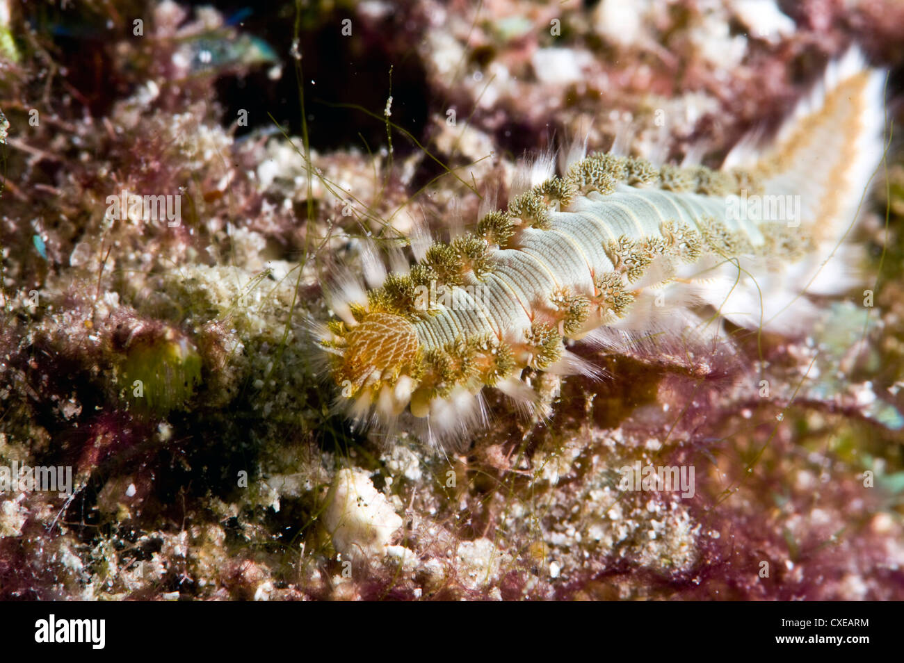 Bearded fire worm hermodice carunculata hi-res stock photography and ...