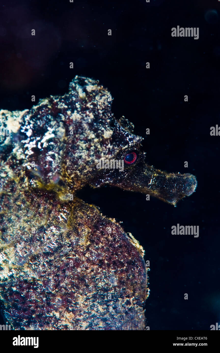 Black longsnout seahorse (Hippocampus reidi), St. Lucia, West Indies ...