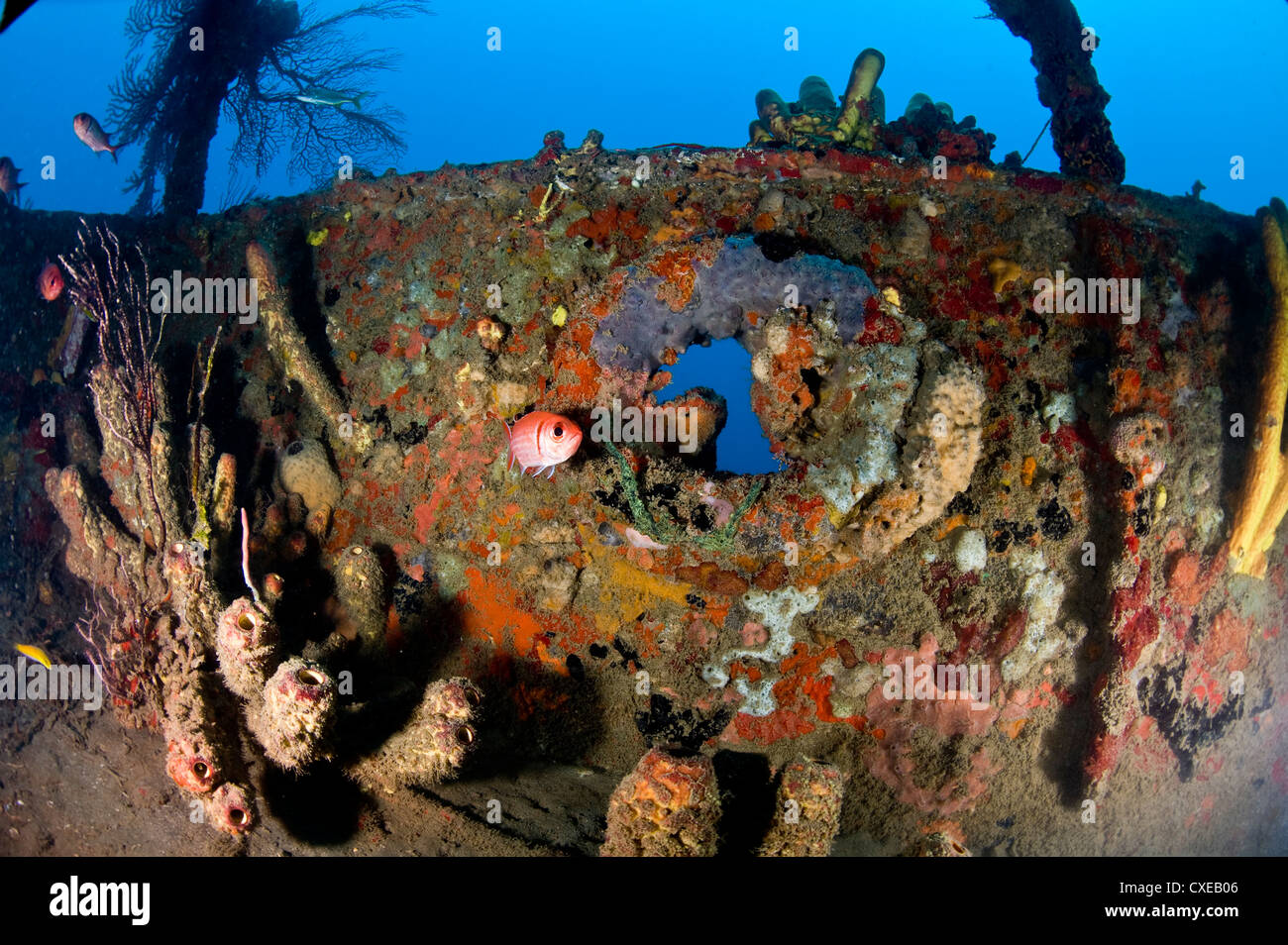 Coral encrusted porthole on the Lesleen M wreck, a freighter sunk as an ...