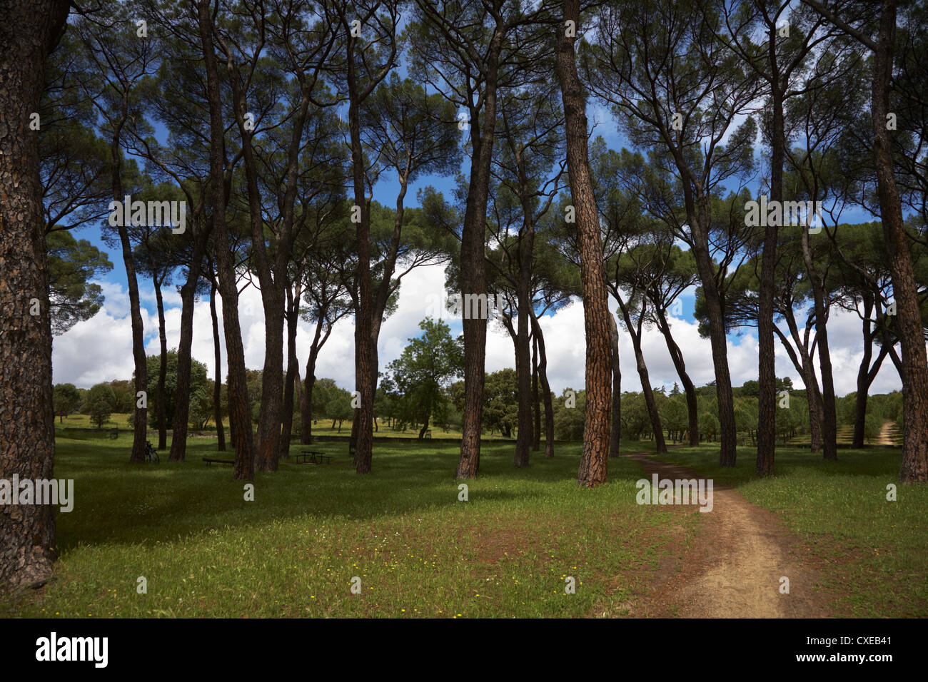 Walk in magnificent park Stock Photo - Alamy