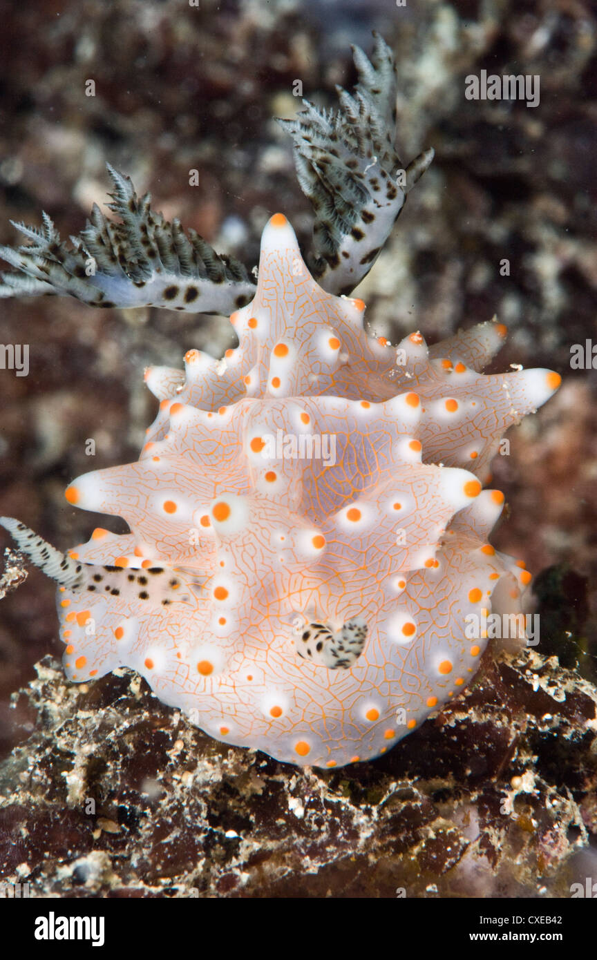 Halgerda batangas nudibranch, Philippines, Southeast Asia, Asia Stock ...