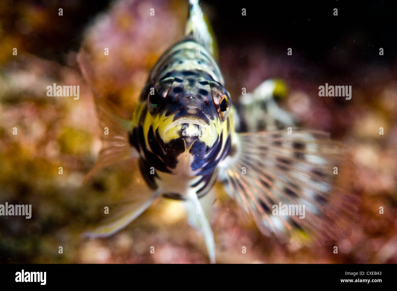 Harlequin bass (Serranus tigrinus), St. Lucia, West Indies, Caribbean ...