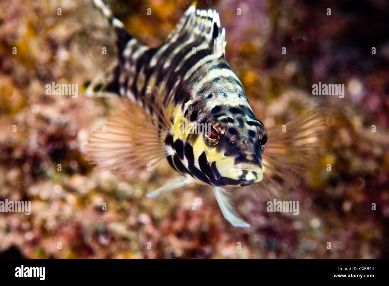 Harlequin bass (Serranus tigrinus), St. Lucia, West Indies, Caribbean ...