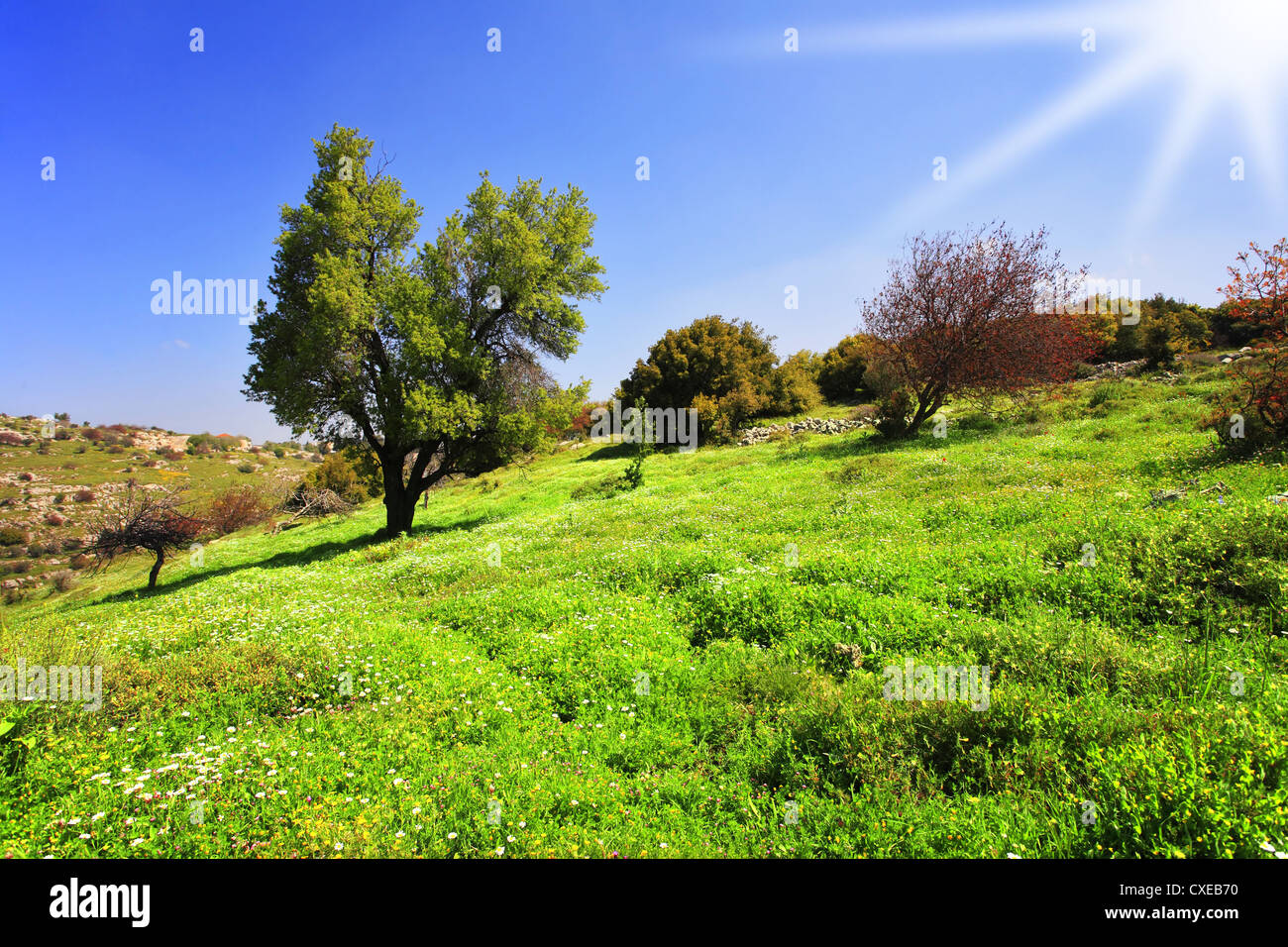 Meron, israel hi-res stock photography and images - Alamy