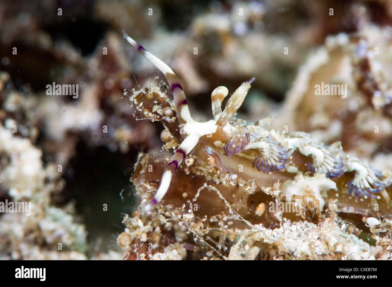 Pteraeolidia ianthina nudibranch, grows to 150mm, subtropical Indo-west ...