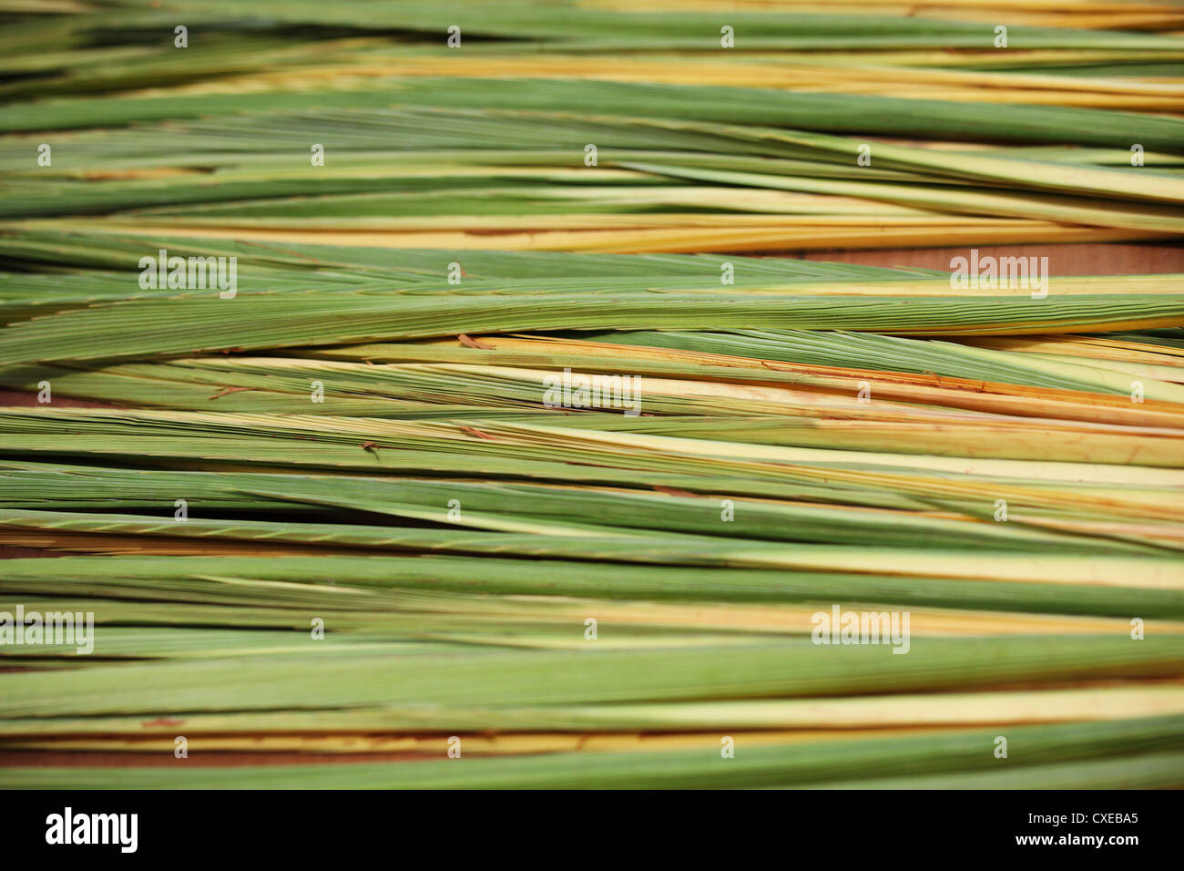 The palm /lulav Stock Photo - Alamy