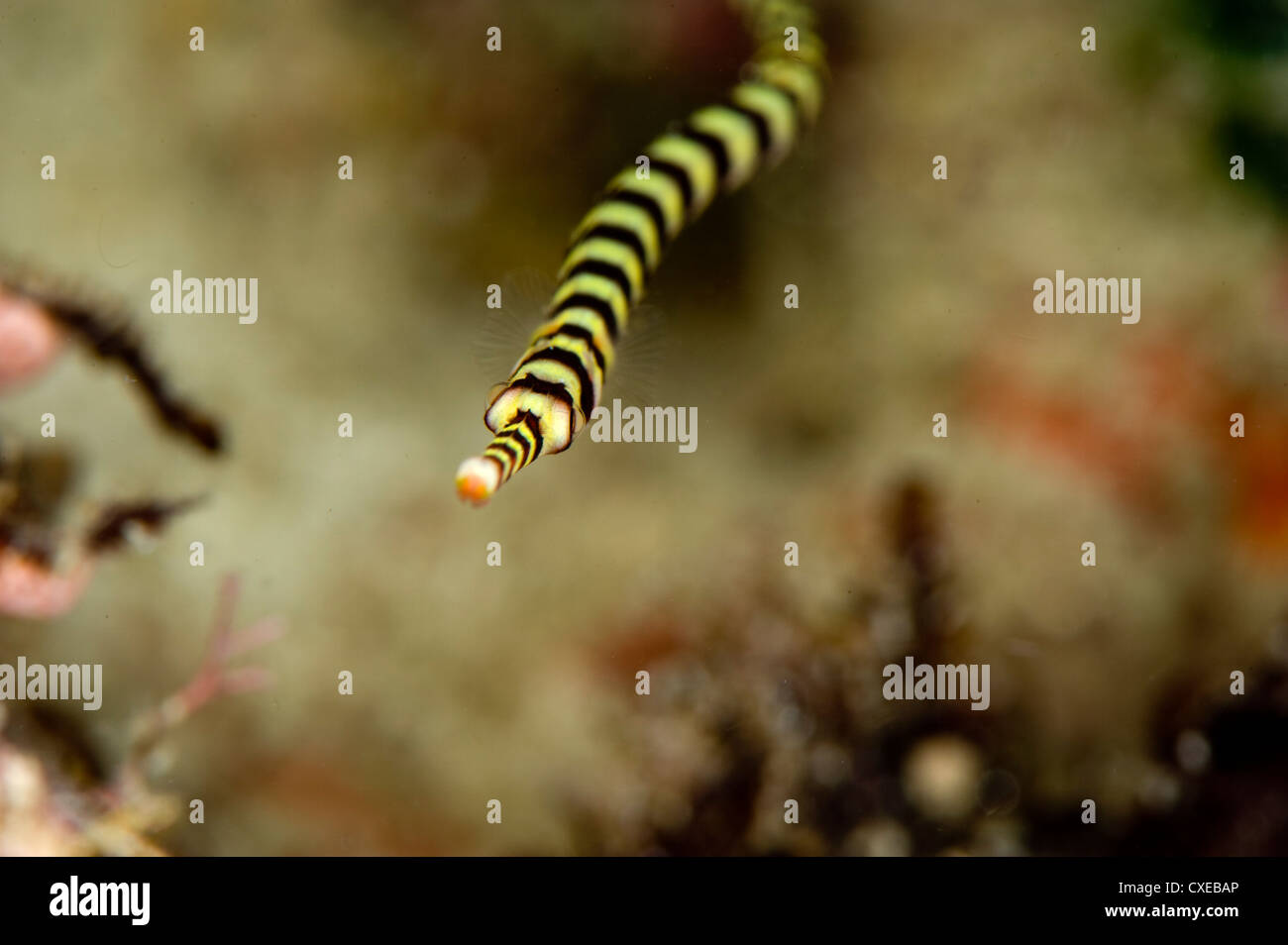 Ringed pipefish (Dunckerocampus dactyliophorus), grows to 18cm, Indo ...