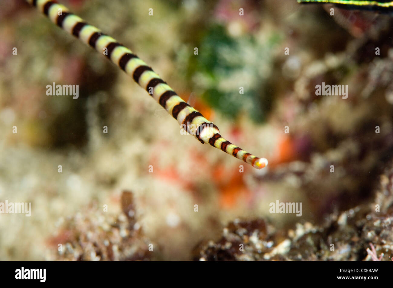 Ringed pipefish (Dunckerocampus dactyliophorus), grows to 18cm, Indo ...