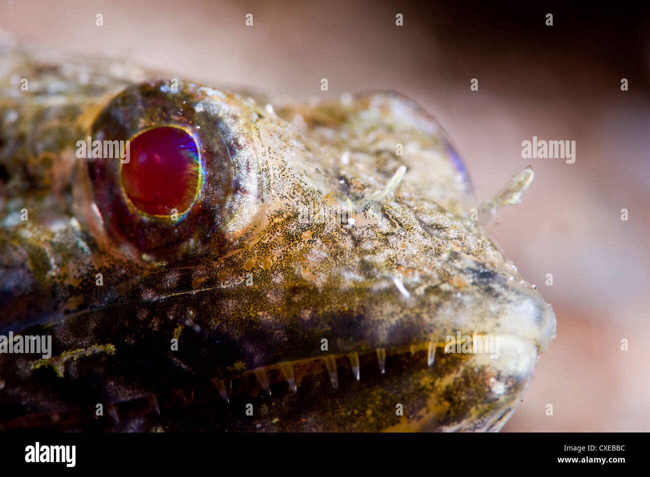 Sand diver (Synodus intermedius), St. Lucia, West Indies, Caribbean ...