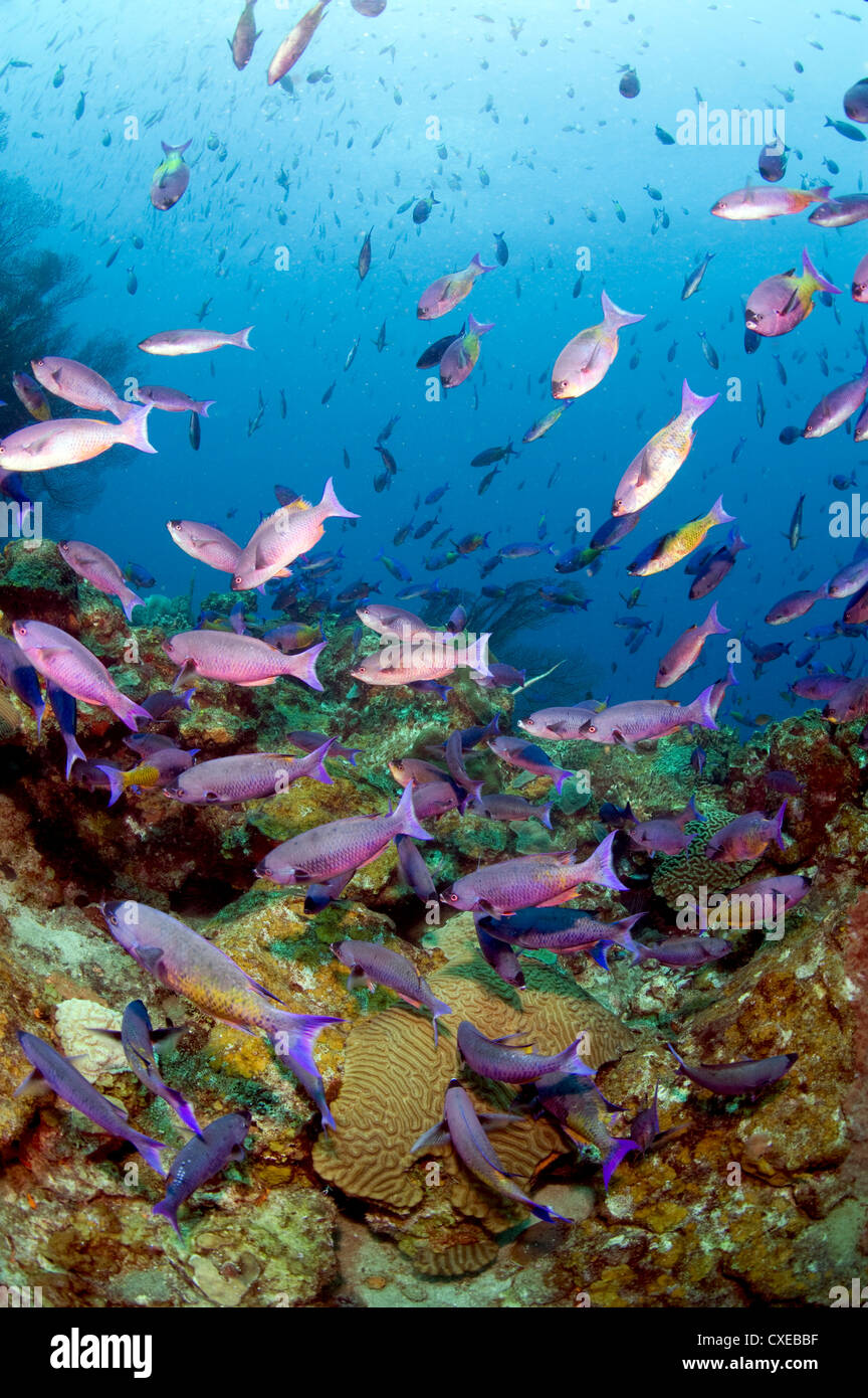 School of creole wrasse (Clepticus parrae), St. Lucia, West Indies ...