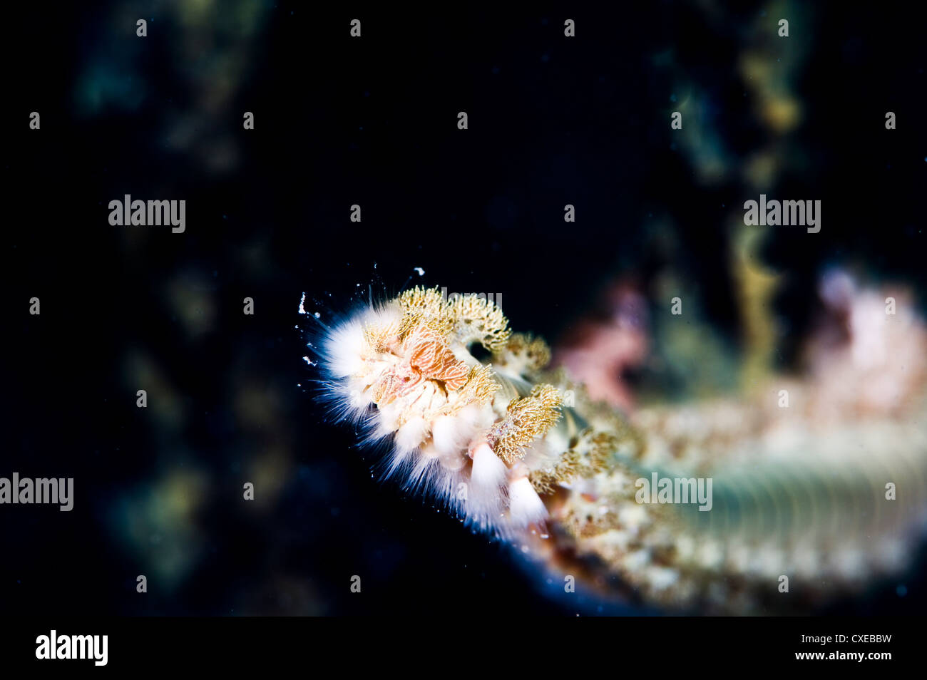 Beared fireworm (Hermodice carunculata), St. Lucia, West Indies ...