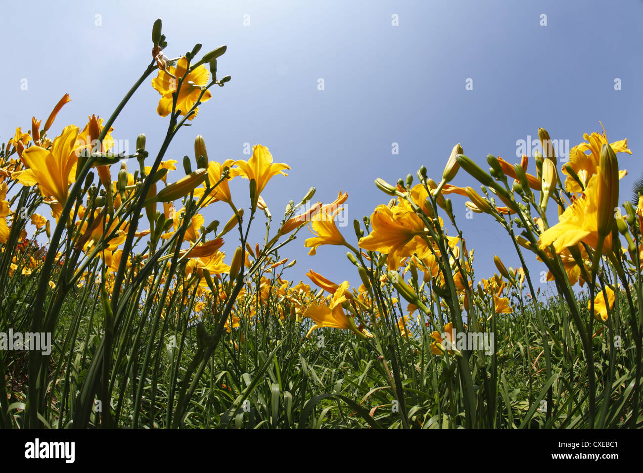 The lilies in the spring in southern park Stock Photo - Alamy