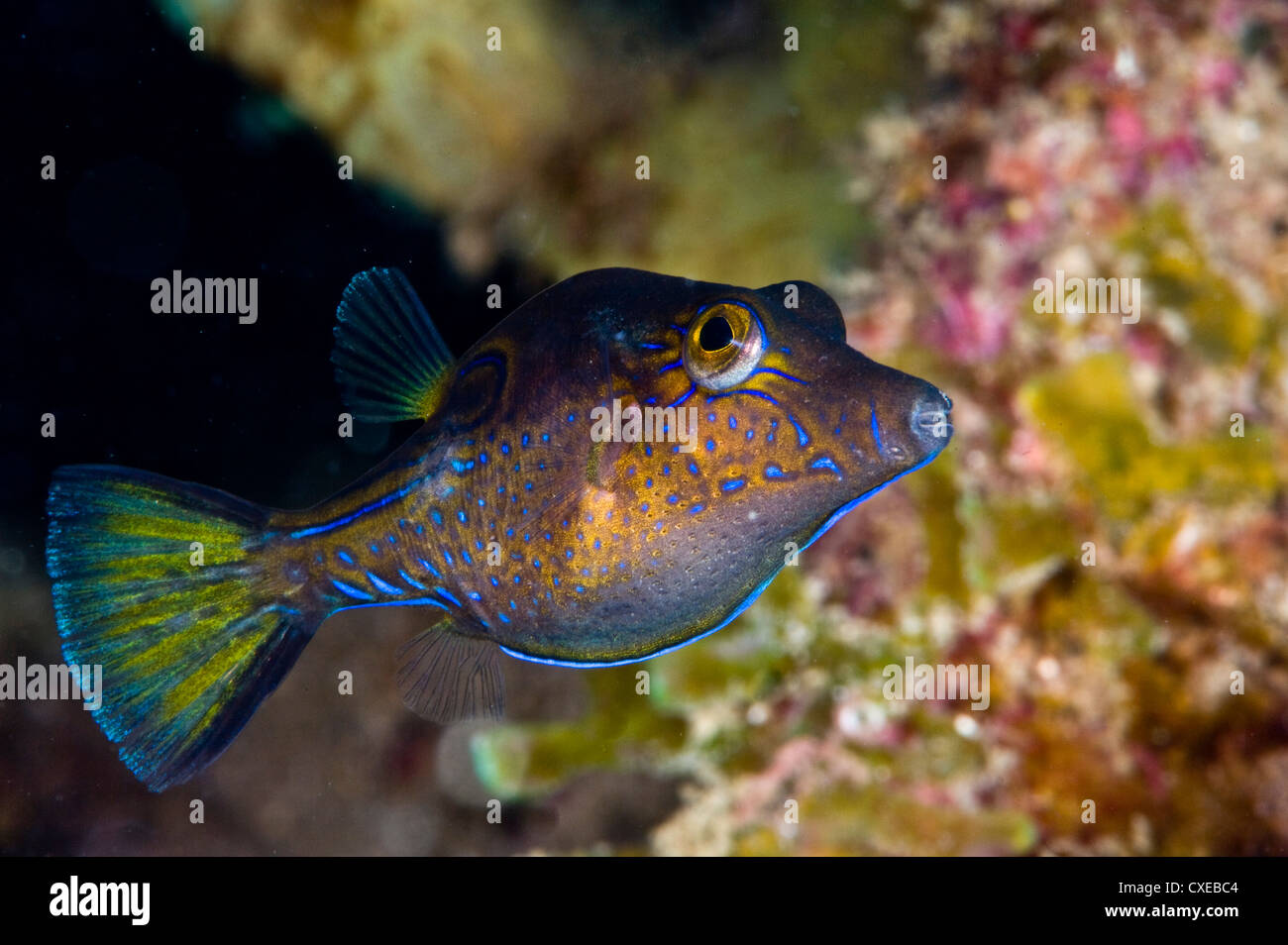 Sharpnose puffer (Canthigaster rostrata), St. Lucia, West Indies ...