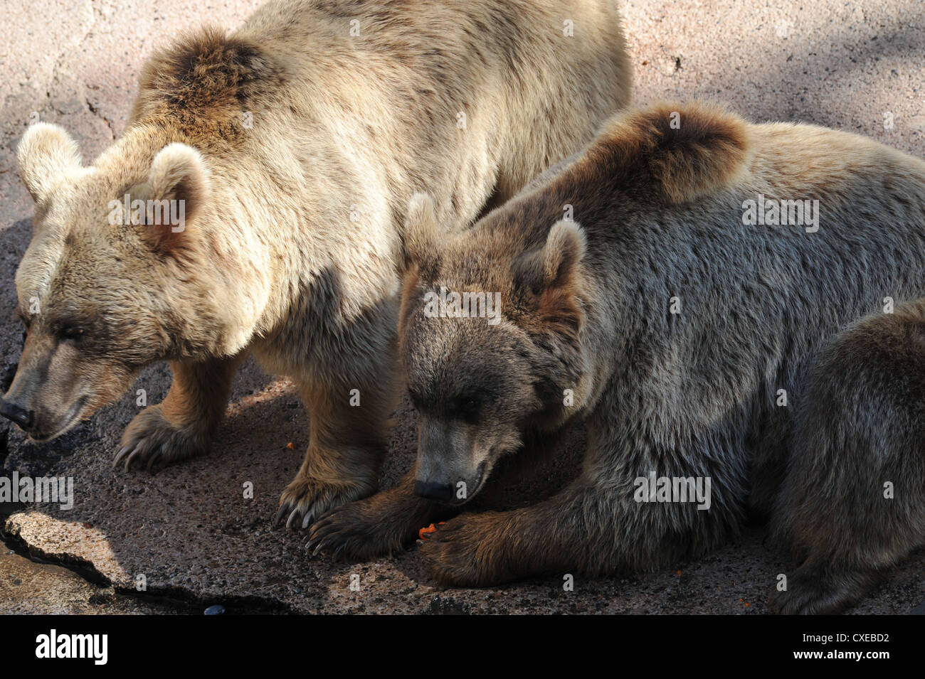 Animal bear hi-res stock photography and images - Alamy