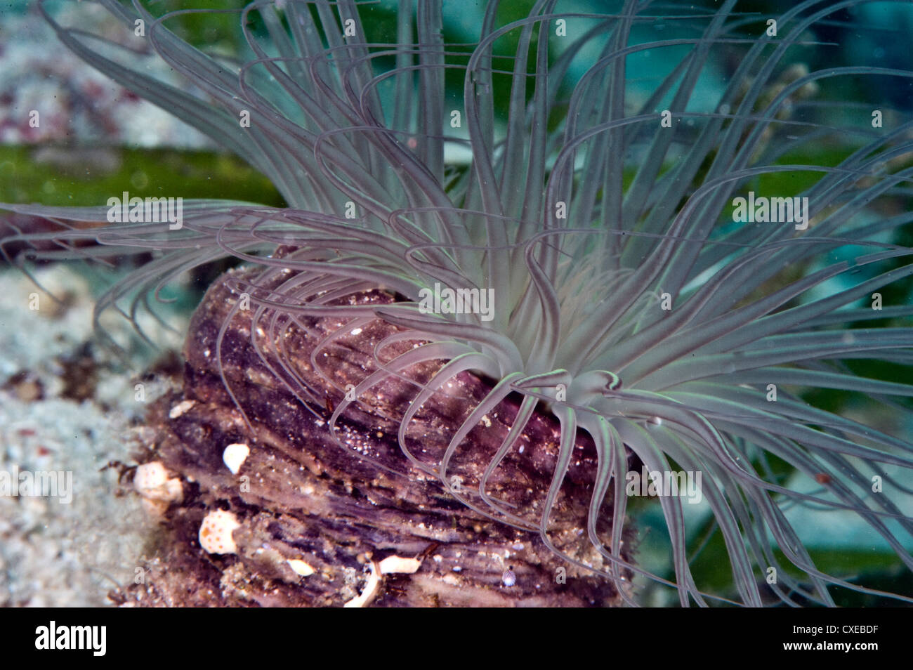 Tube anemone (Boloceroides sp), Philippines, Southeast Asia, Asia Stock ...