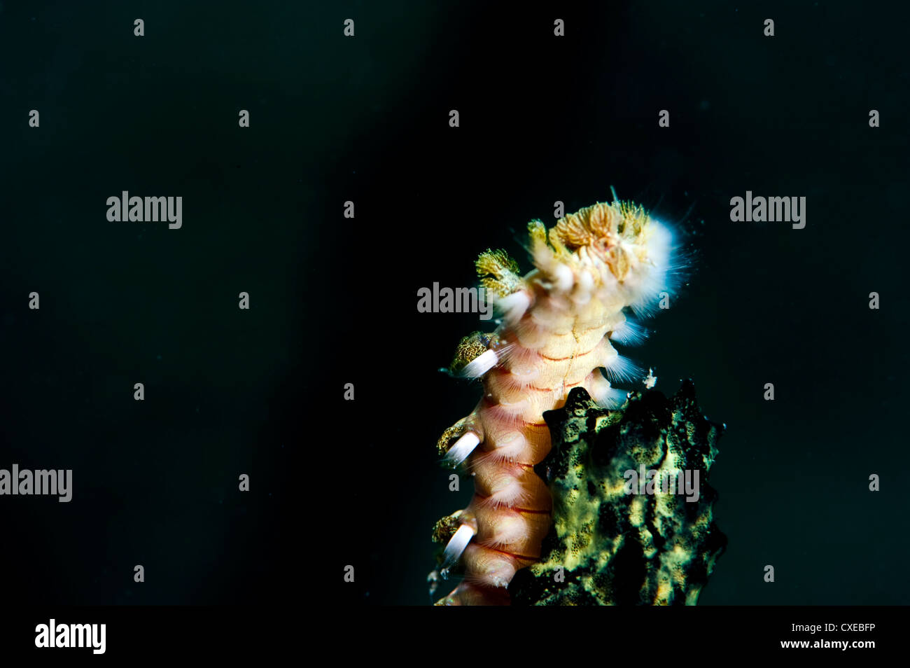 Beared fireworm (Hermodice carunculata), St. Lucia, West Indies ...