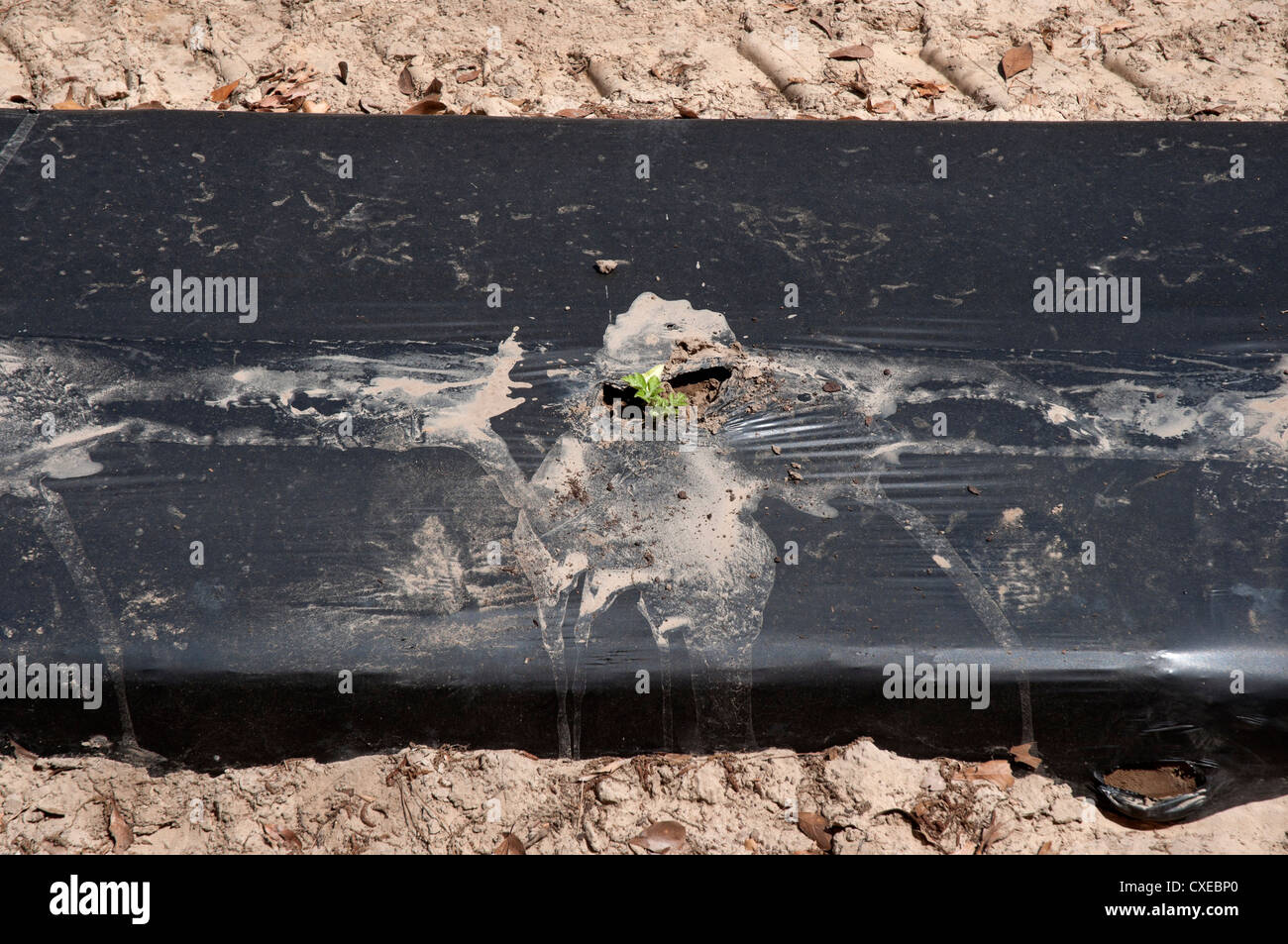 Farming under plastic hi-res stock photography and images - Alamy