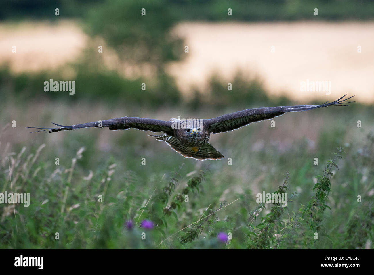 Swooping common hi-res stock photography and images - Alamy