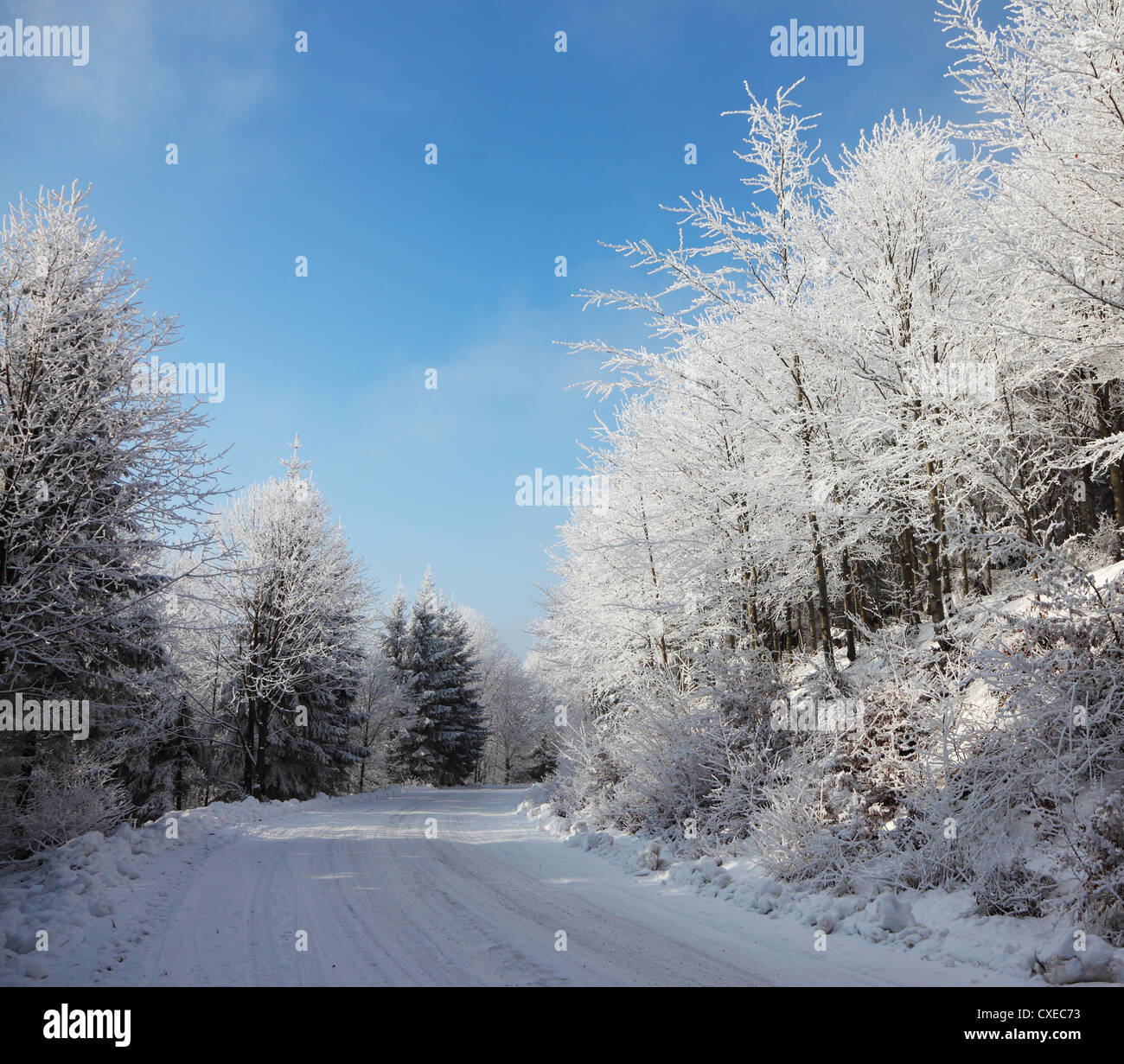 Knurled tree hi-res stock photography and images - Alamy