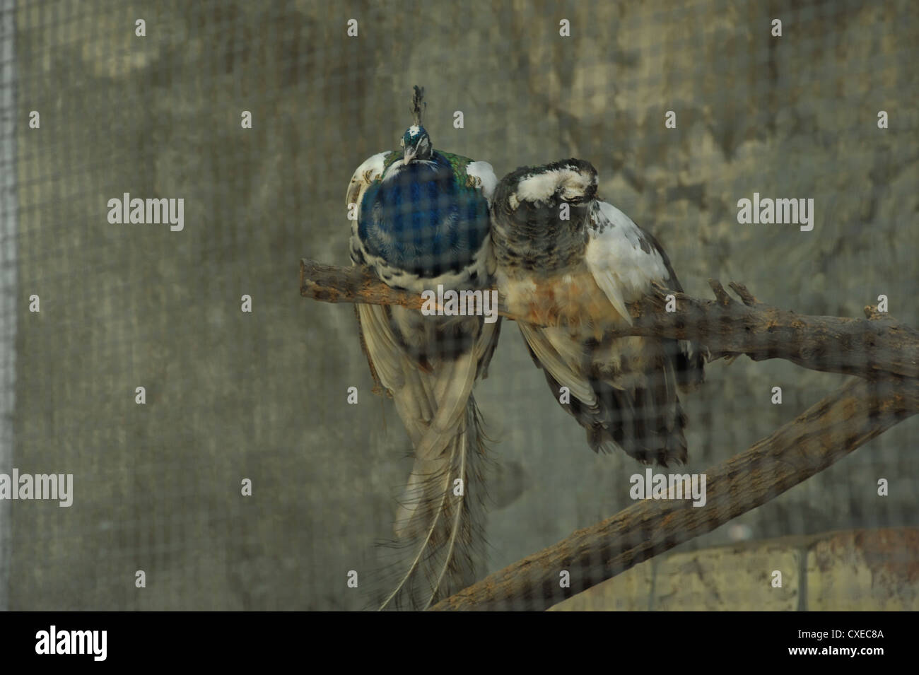 Pavlin hi-res stock photography and images - Alamy