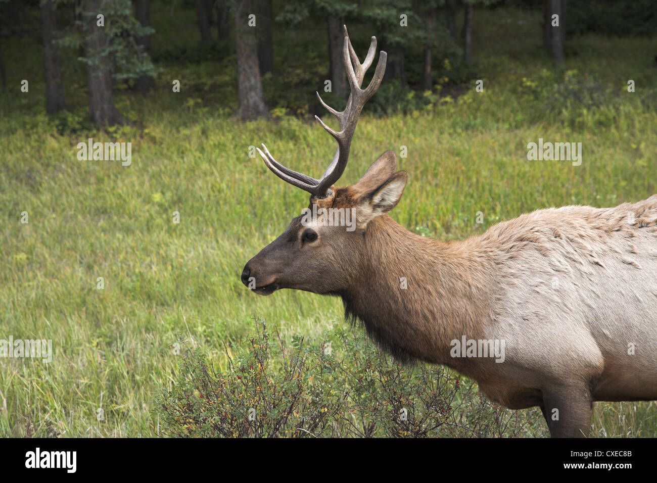 Forage animal hi-res stock photography and images - Alamy