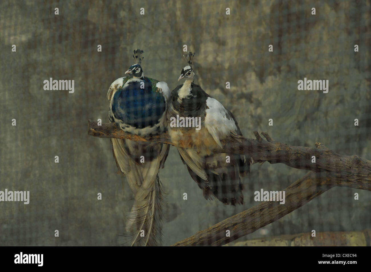 Pavlin hi-res stock photography and images - Alamy